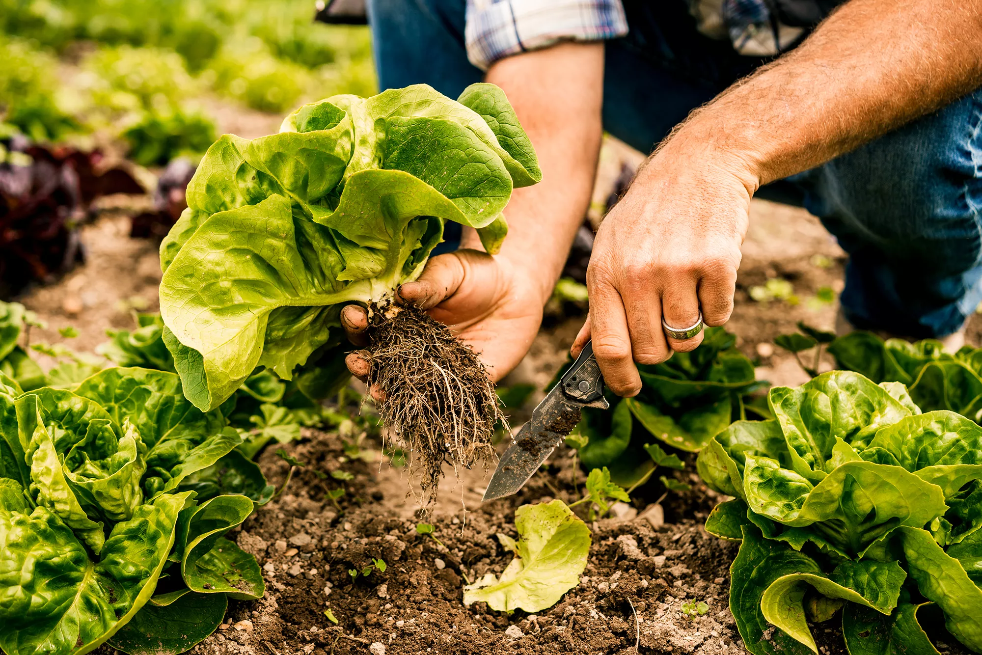 Feature: Cal Poly's partnership with Zero Foodprint could help SLO ...